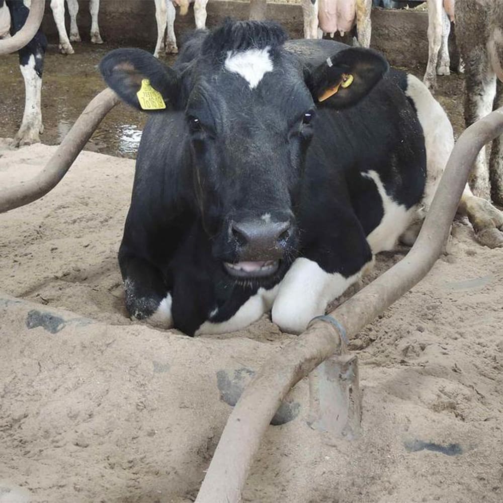 Cattle Bedding | Sustainable Woodchip Ltd